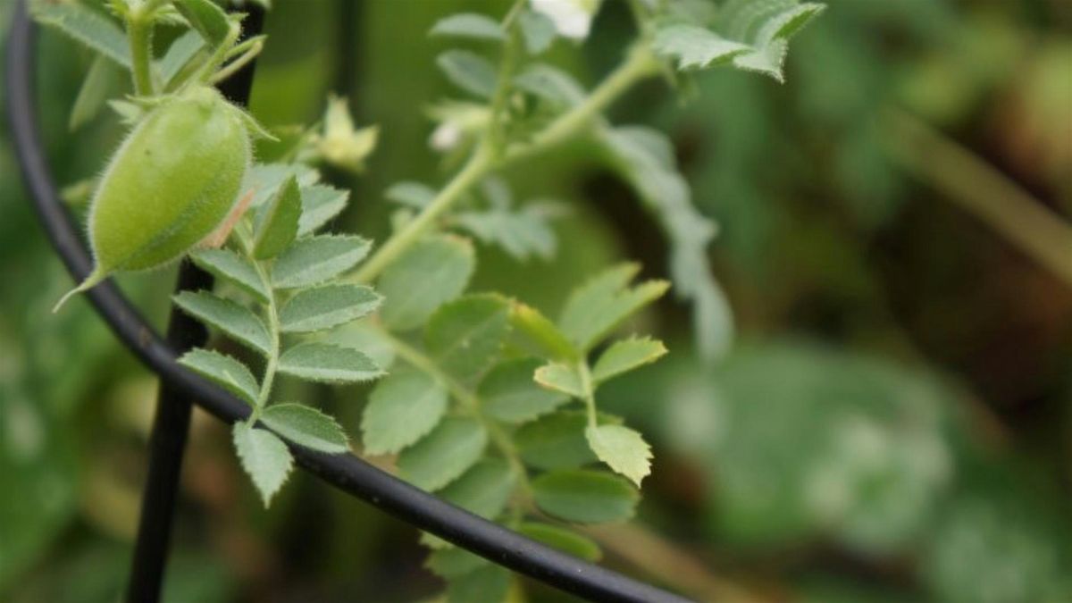 How to Start a Vegetable Garden: What, Where & How to Grow It, TN16 3HG ...