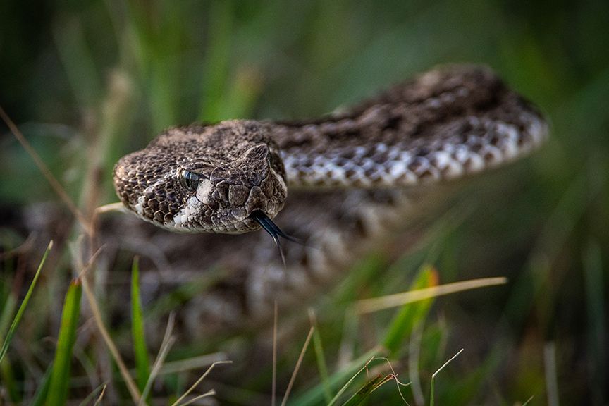 Snakes of the Concho Valley , San Angelo State Park - Texas Parks and ...