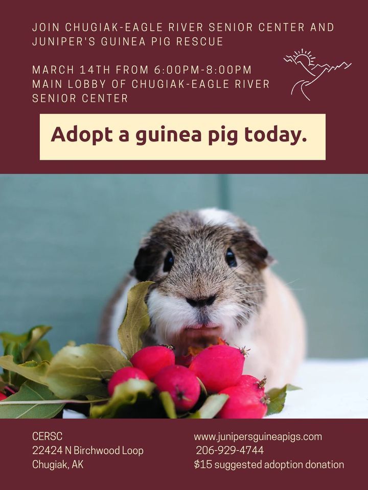 Spring Break Guinea Pig Adoption Clinic, Chugiak-Eagle River Senior ...