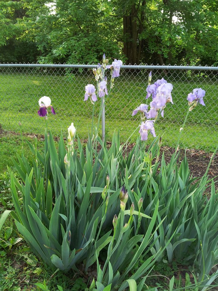 Louisville Area Iris Show and Sale. , St. Mark's Episcopal Church ...