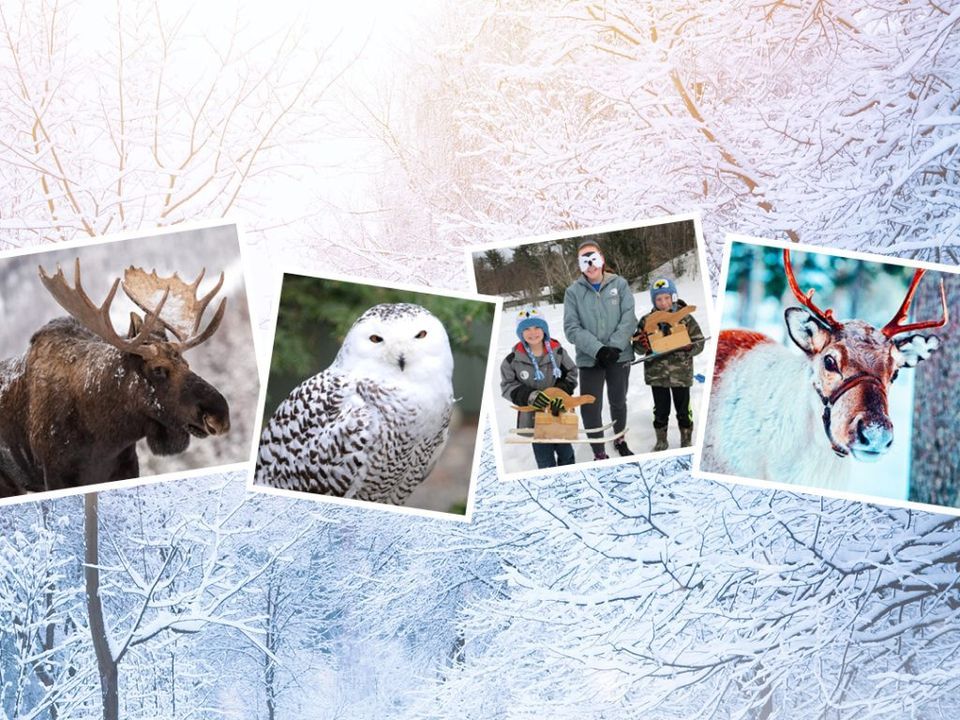 Winter Wildlife Celebration, Vermont Institute of Natural Science (VINS ...
