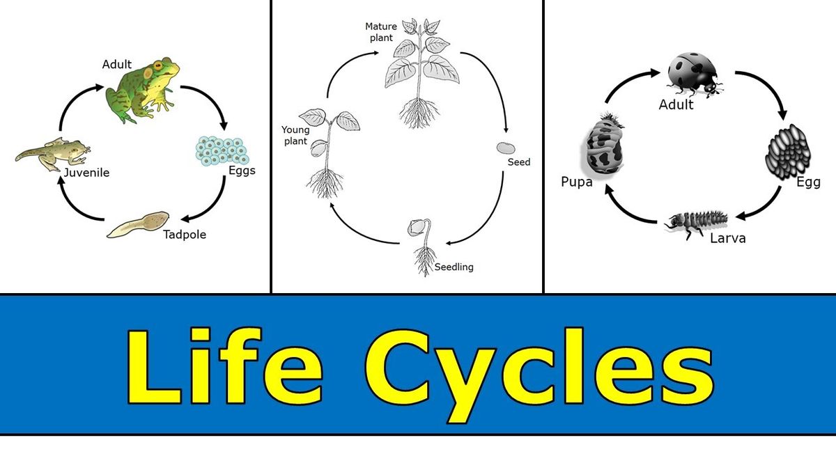 Life Cycles, The Foundry Concert Club, Lakewood, 23 May 2024 | AllEvents.in