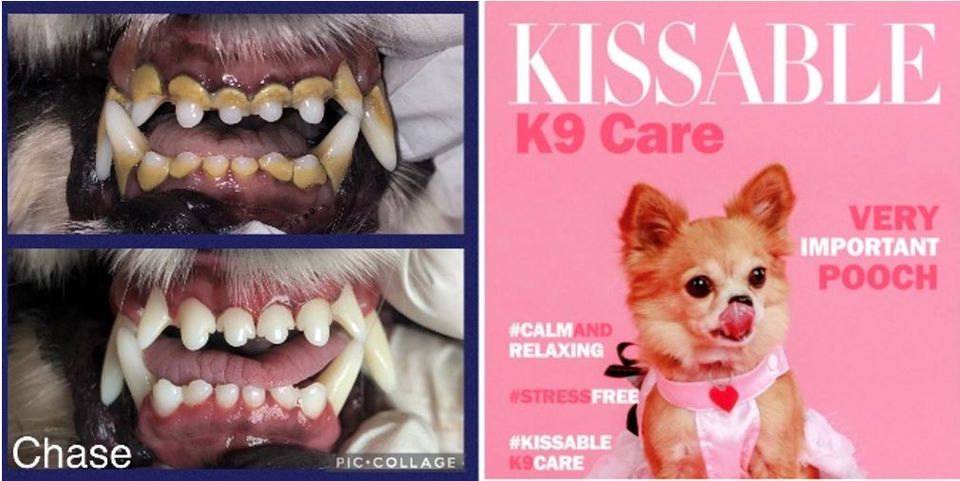 Kissable K9 Cosmetic Teeth Cleaning Clinic, Pet Valu Barrie Yonge St ...