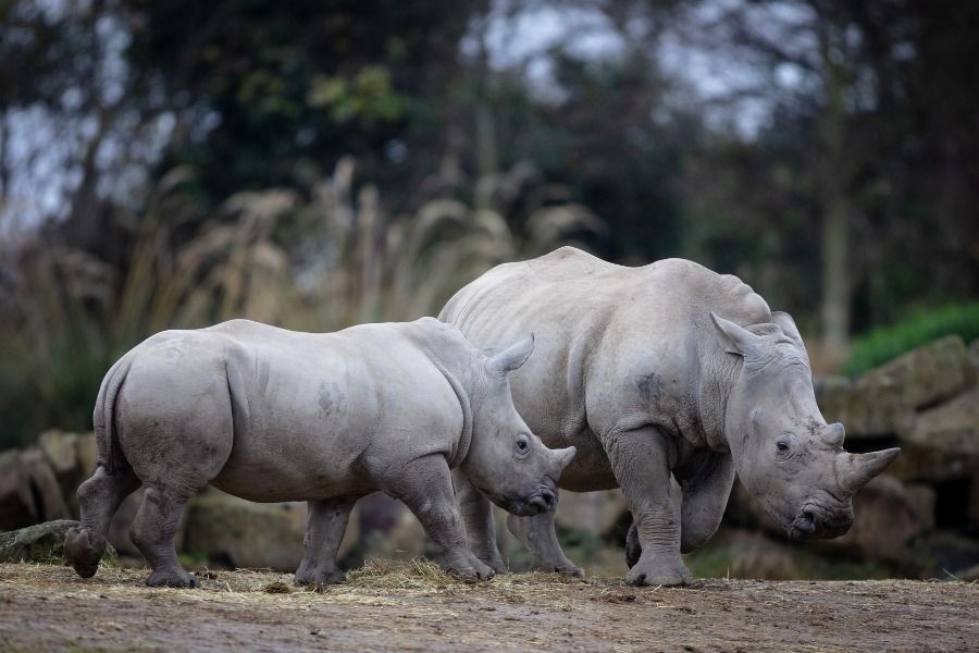 Parent and Toddler Sessions, Dublin Zoo, 24 January 2024 | AllEvents.in