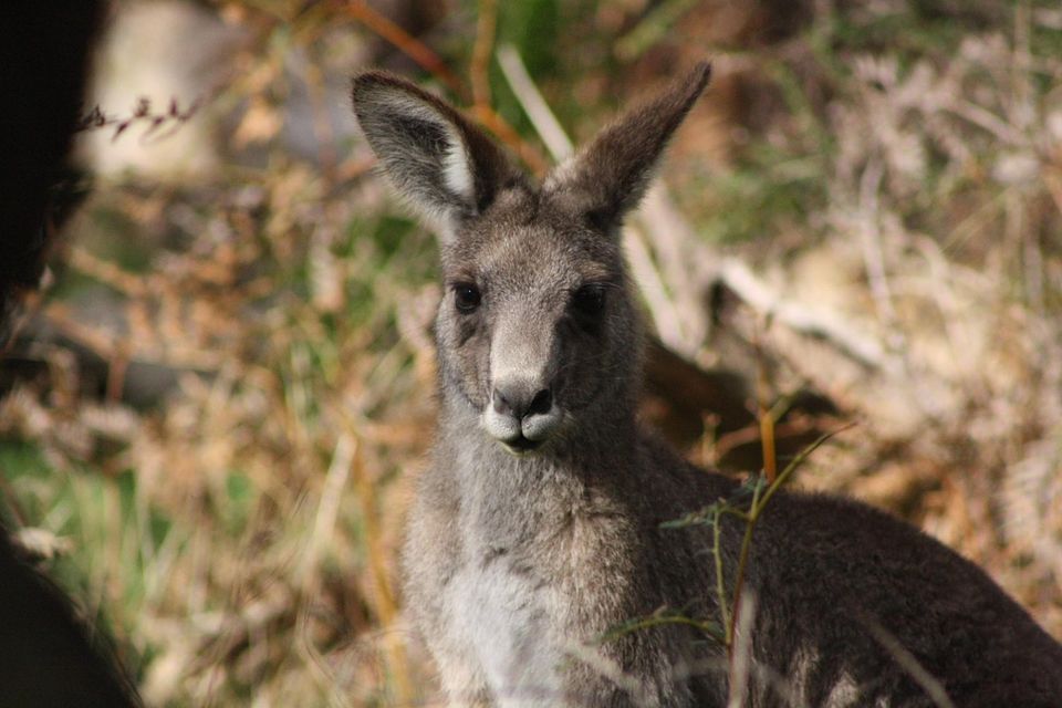 Twighlight bushwalk and animal encounter, 450 Nepean Hwy,Nepean Highway ...