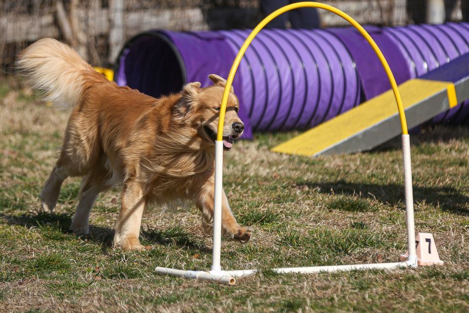 NADAC Tails Up Agility Trial Family Dog Club Chesapeake April 12 To nadac-tails-up-agility-trial-family-dog-club-chesapeake-april-12-to