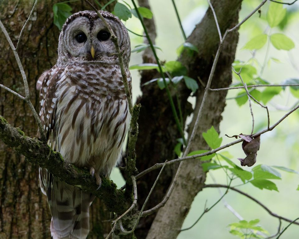 Homeschoolers: Whooos There?, Lake Hope State Park, Zaleski, February 9 ...