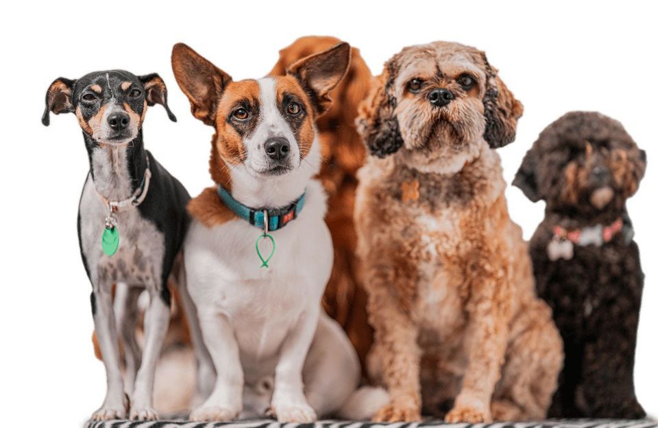 Levin Doggy Dayz Clinic, Age Concern Horowhenua, Otaki, 23 February 2024 | AllEvents.in