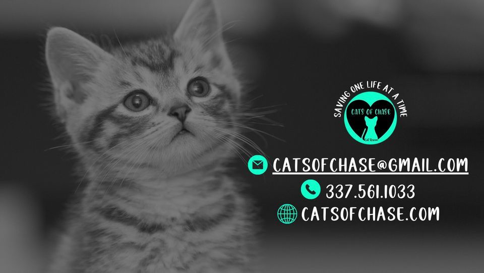 Cat Crawl, Imperial Calcasieu Museum, Lake Charles, 15 October 2023 ...