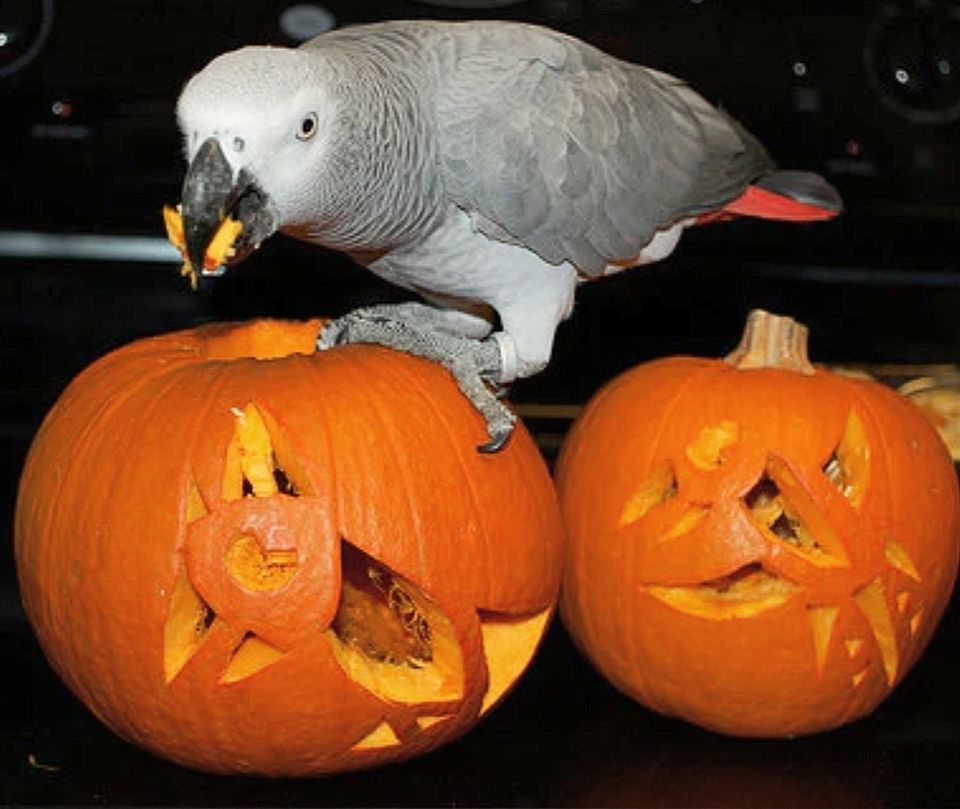 Fall Fest @ Gilcrease Nature Sanctuary, Gilcrease Nature Sanctuary, Las ...