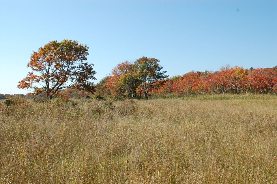 Autumn Tree Walk, Wells Reserve at Laudholm, 11 October 2023 | AllEvents.in