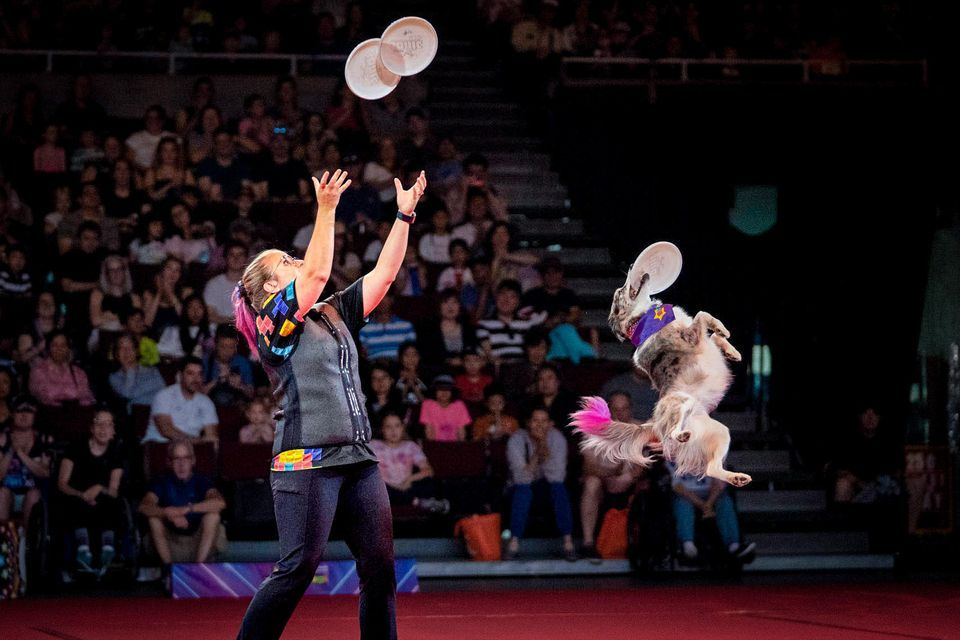 Disc Dog Workshop, 4500 50 Street, Olds, AB, Canada, Alberta, 3 March ...