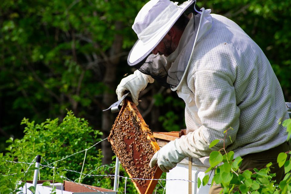 Inside the Beehive, Prescott Farm Environmental Education Center ...