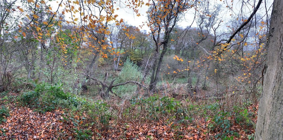 Winter Trees at Low Barns, Low Barns Nature Reserve, Bishop Auckland ...