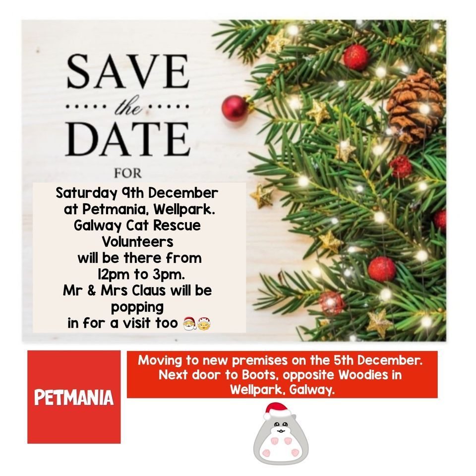 Galway Cat Rescue Adoption Day, Petmania Galway (Petmania Galway), 9 ...