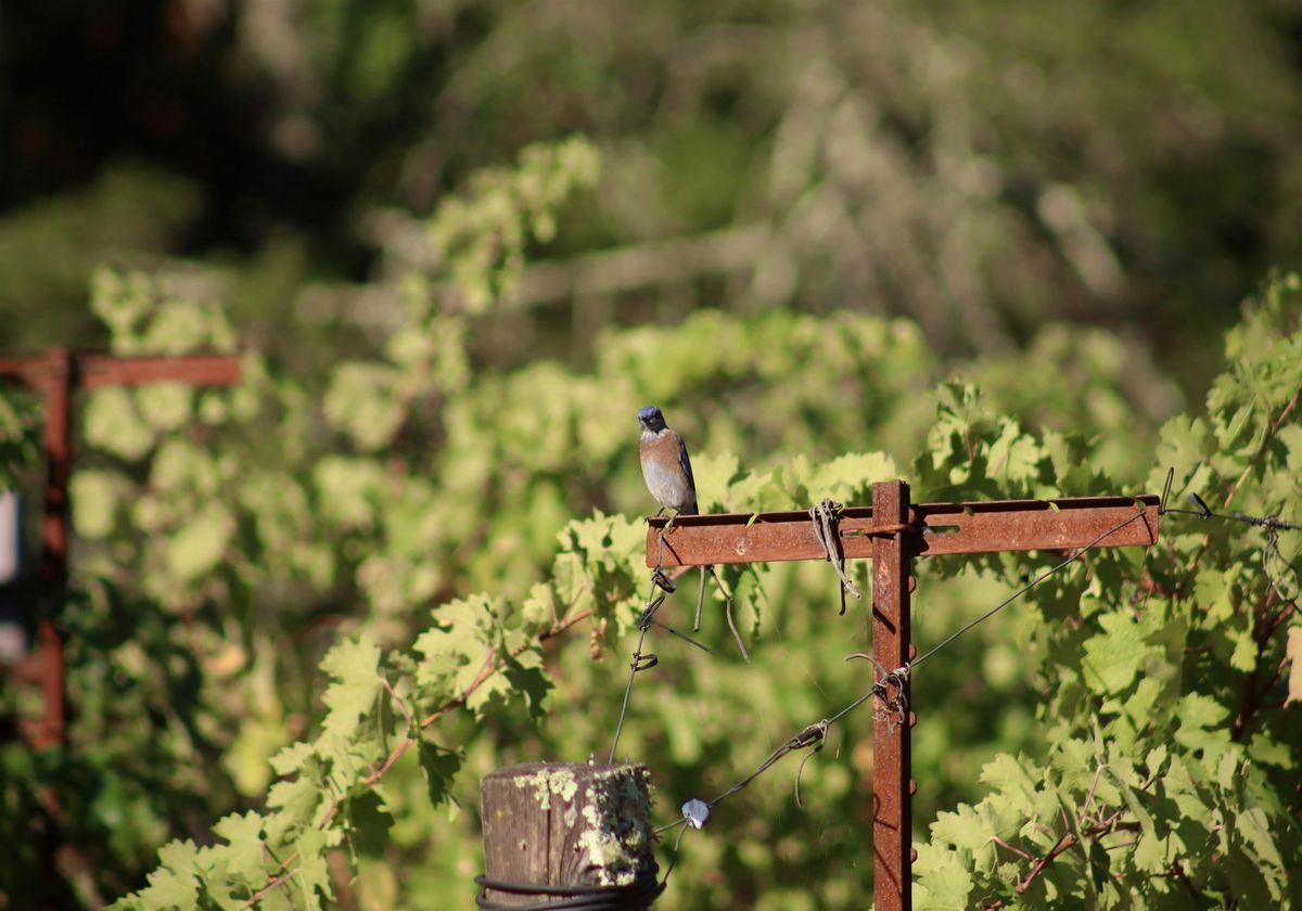 Birds, Bees & Butterflies: Biodiversity in the Vineyard, Grgich Hills ...