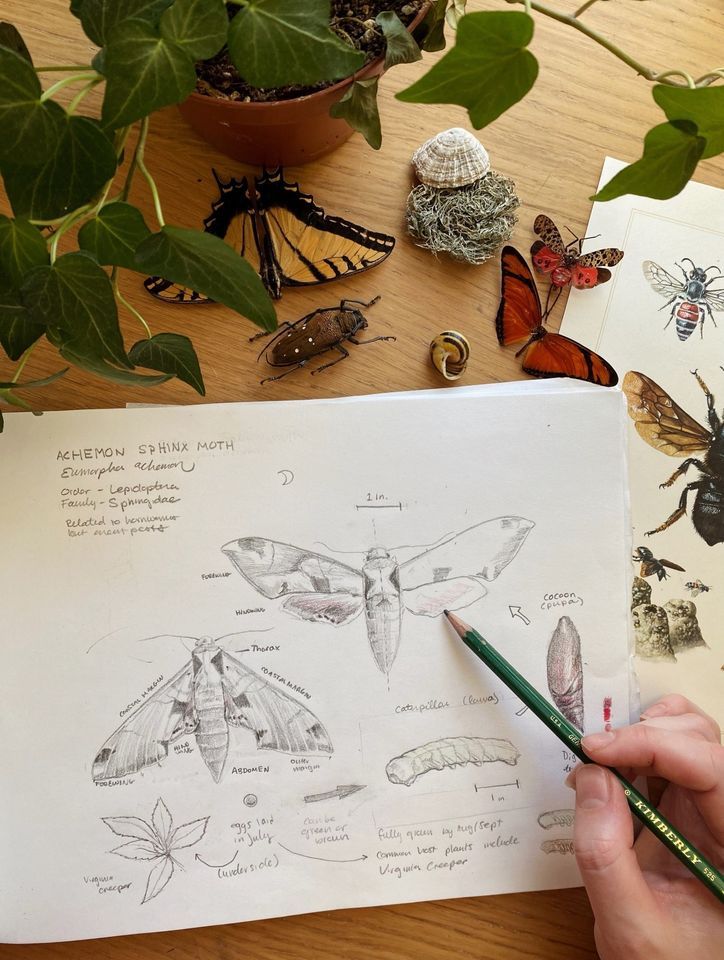 Virtual Moth Scientific Illustration, Butterfly Pavilion, Broomfield, 6 ...