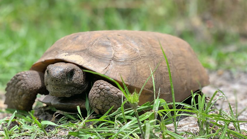 Great Gopher Tortoises, Lovers Key State Park, Fort Myers Beach, April ...