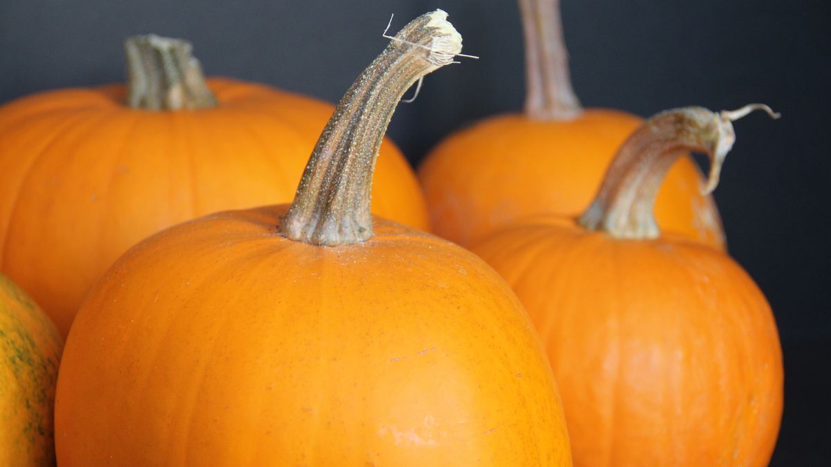 Moyie Springs Fall Activity- Chilli Cook off, The Church of Jesus ...