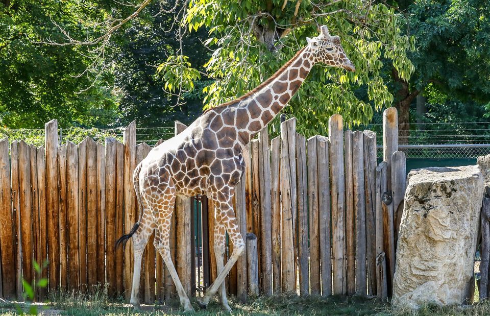 Giraffe Day at Zoo Boise, Zoo Boise, June 21 2023 | AllEvents.in