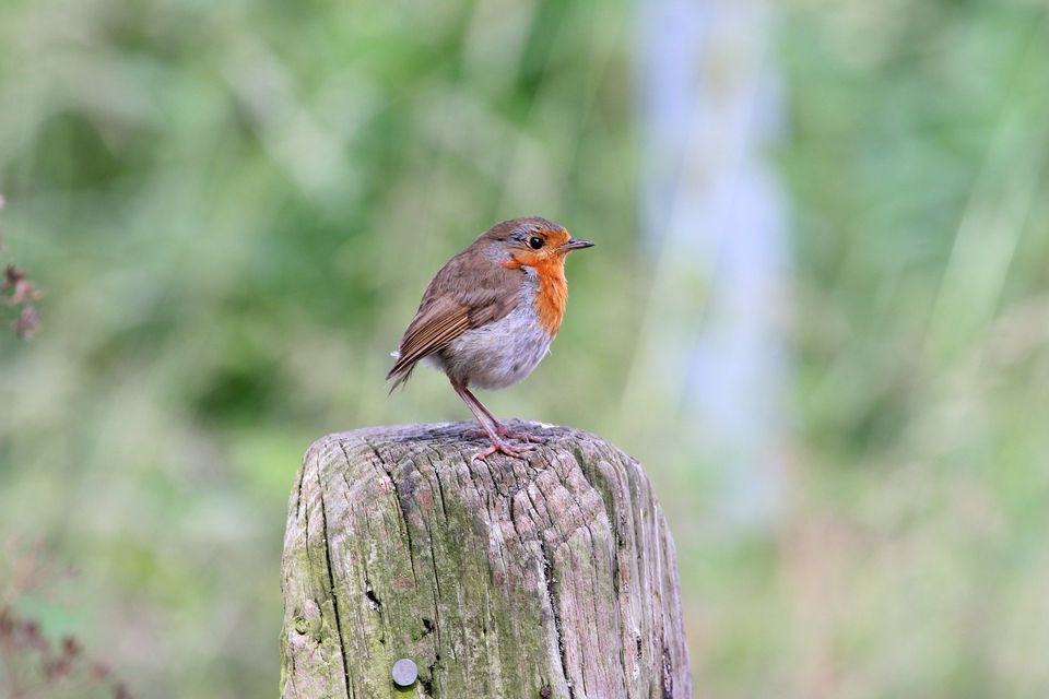 RSPB Big Garden Birdwatch, Cogglesford Mill, Sleaford, January 26 2024 ...