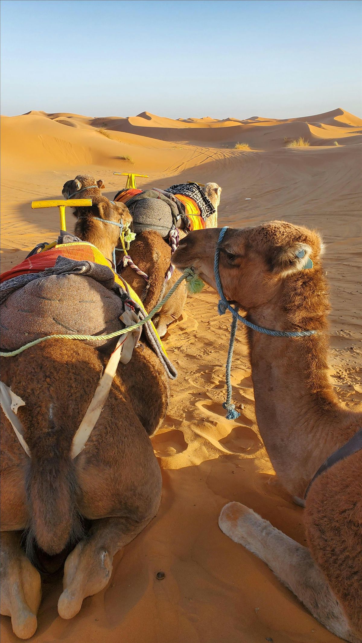 New Year Desert Tour, Merzouga, 31 December to 5 January | AllEvents