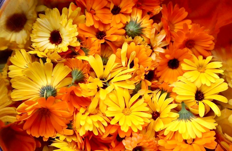 Herbs at The Harmony Hub- Marigold and Cream making with Edwina, The ...