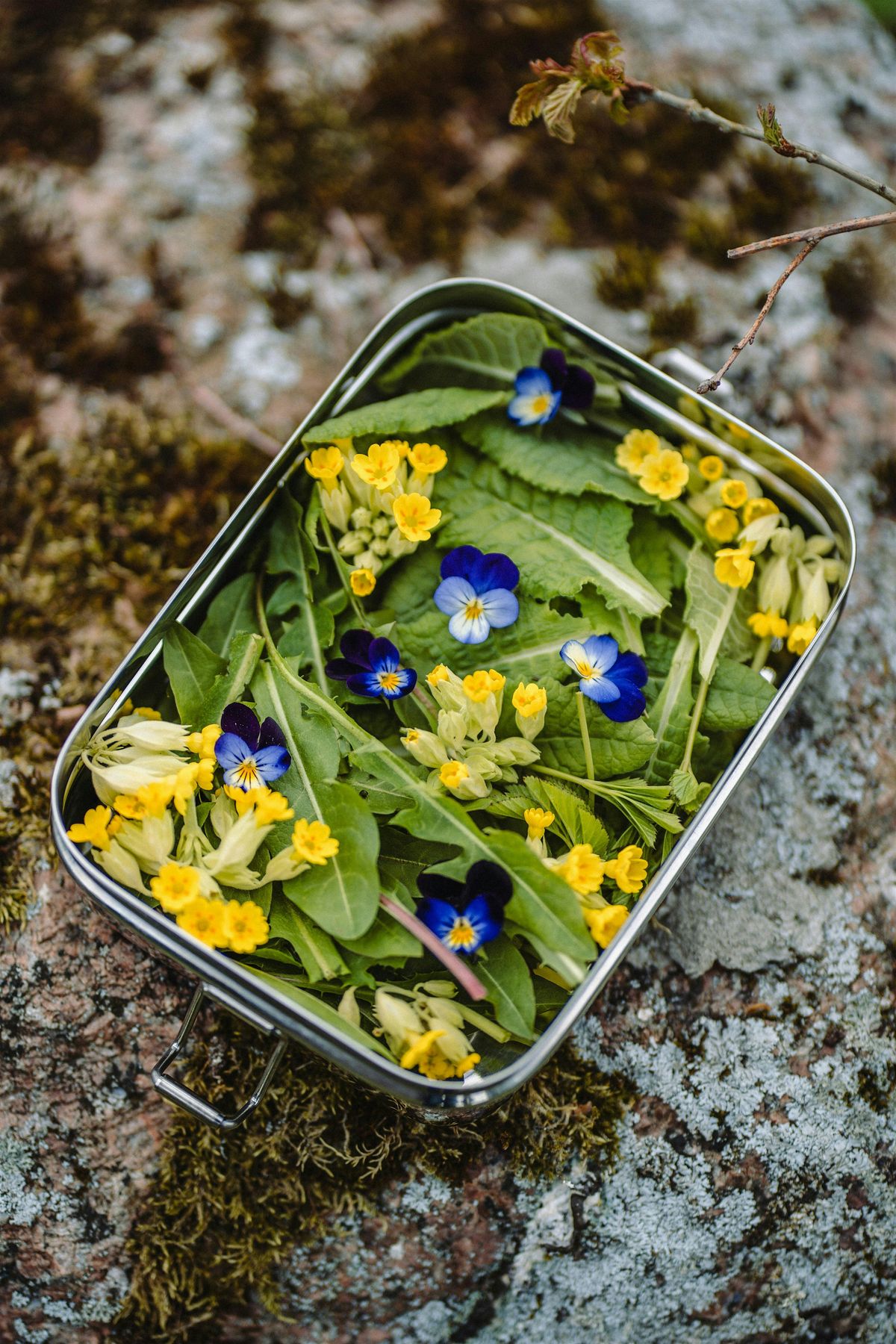 Spring Greens! Wild food forage, cook and feast, Hockerton Housing ...