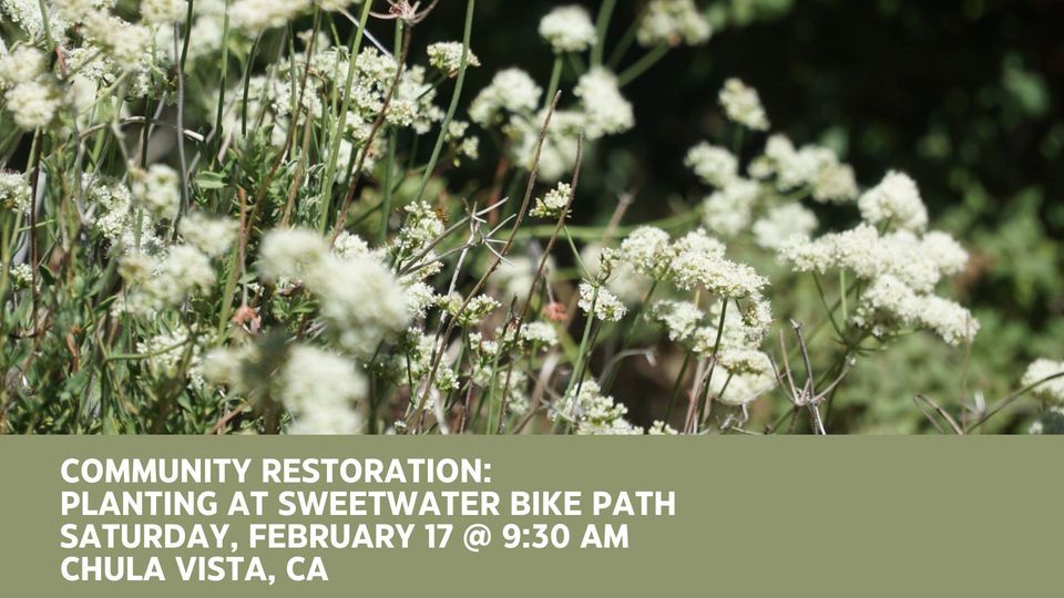 Community Restoration: Planting at Sweetwater Bike Path, Chula Vista, 2 ...