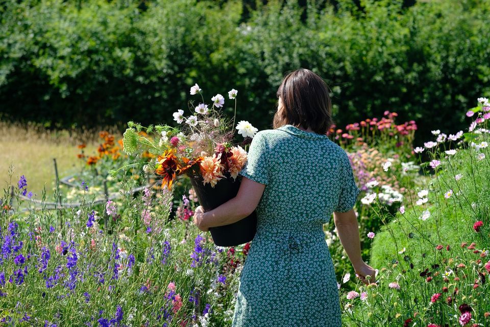 Grow your own cut flowers, Ashill, Devon, Cullompton, 14 March 2024 ...