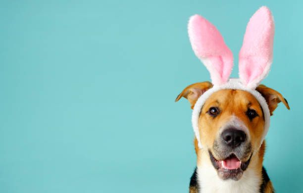 Easter Photo Fundraiser, 2045 Mayor Magrath Dr. South, Lethbridge, AB ...