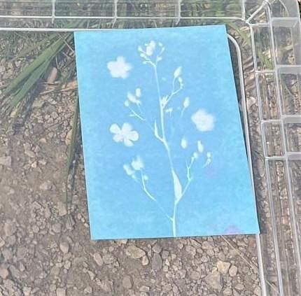 Weekend Wellness: Mindful Walk and Cyanotype Sun Prints atTyland Barn ...