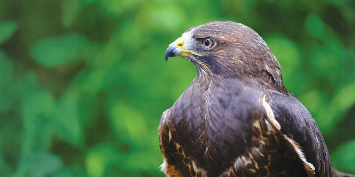 Birds of Prey Day, Green Chimneys, Brewster, 7 June 2026 | AllEvents
