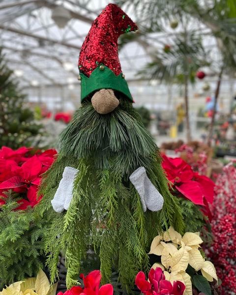 Live Evergreen Gnome Class, Hillermann Nursery & Florist, Washington, 2 ...