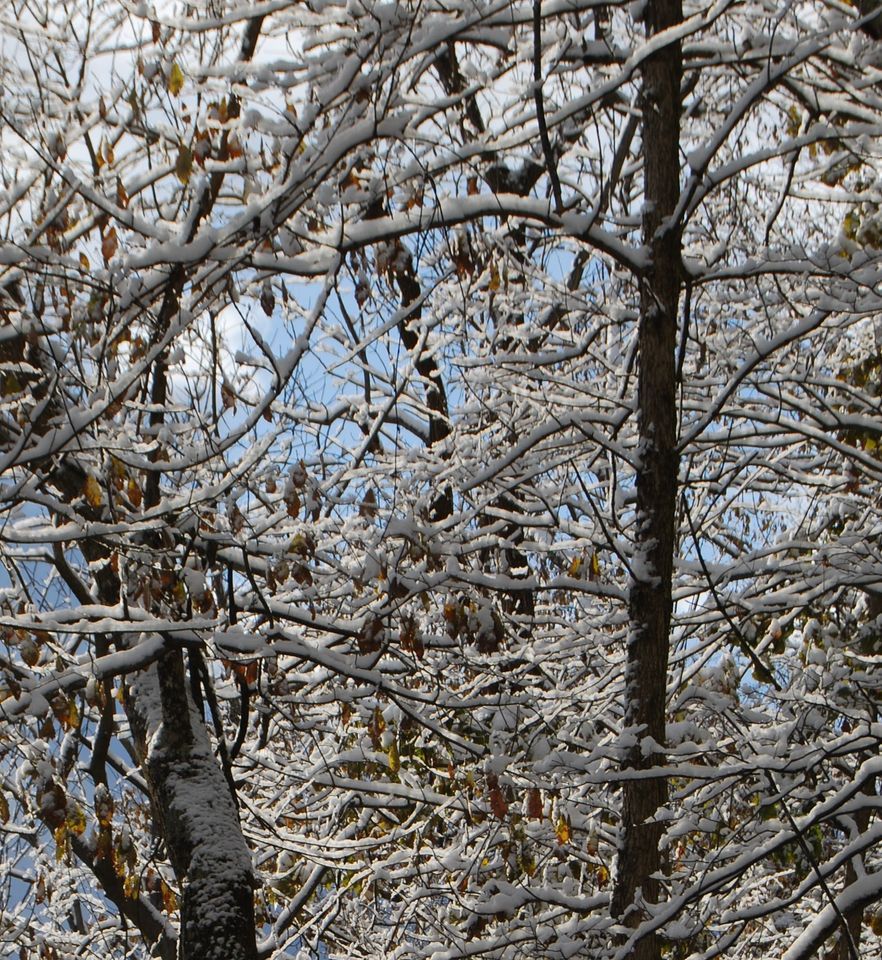 Winter Adventure Hike, Kirby Nature Preserve, Addyston, January 27 2024 ...