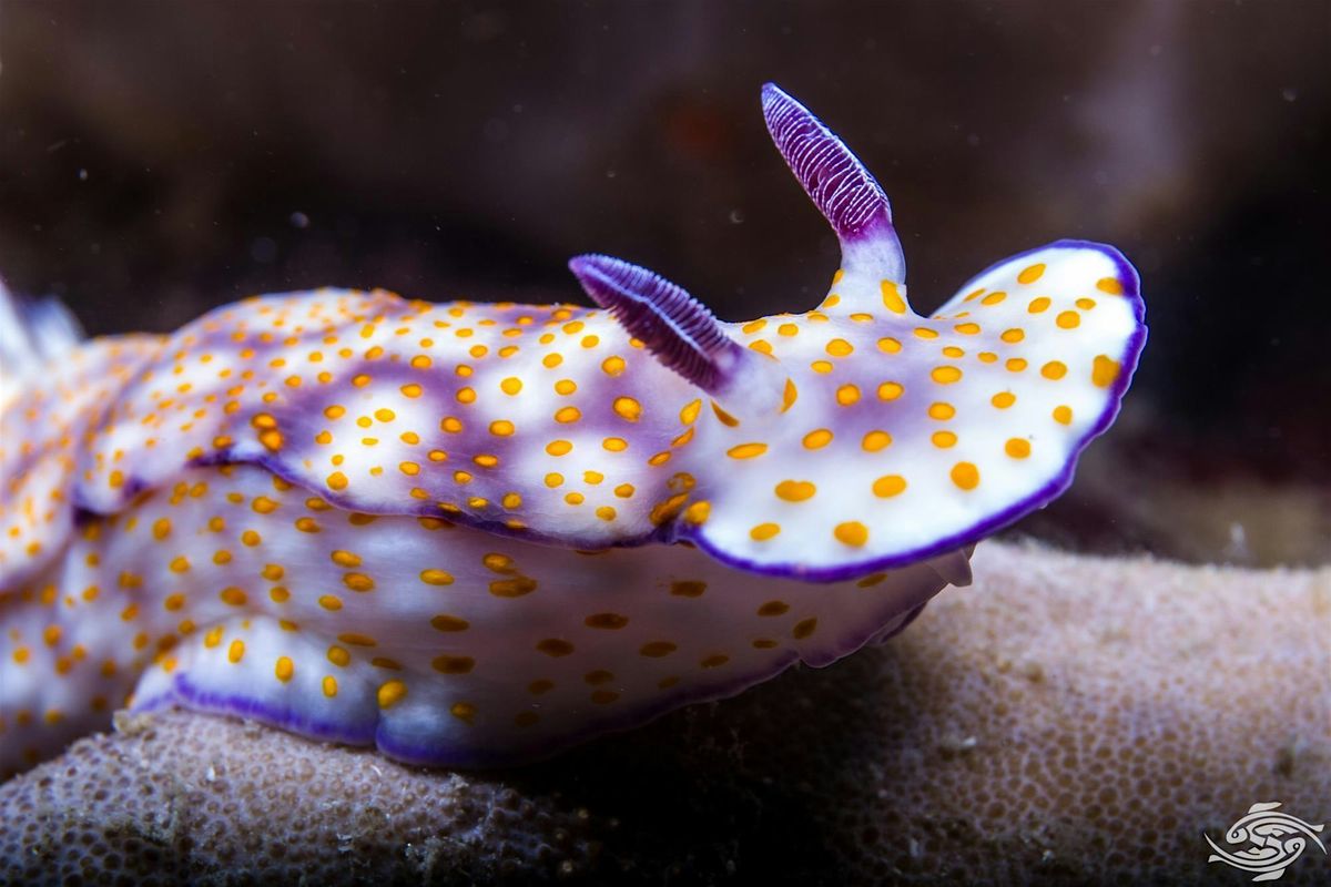 Snails and Sea Slugs: Mini Explorers (ages 3-5), Padilla Bay National ...