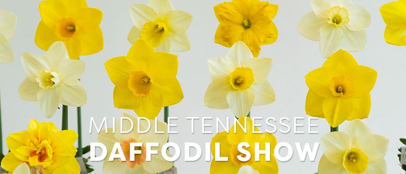 Middle Tennessee Daffodil Show, Cheekwood, Nashville, 24 March 2024 ...