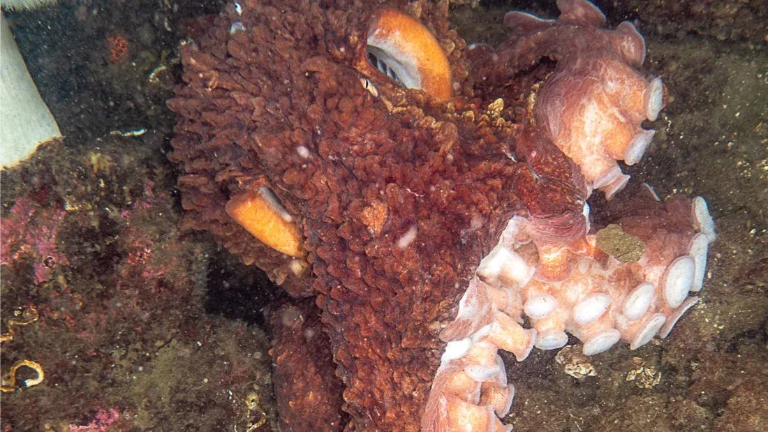 Club Dive - New Site: Port Whitney – Brinnon, Point Whitney Shellfish ...
