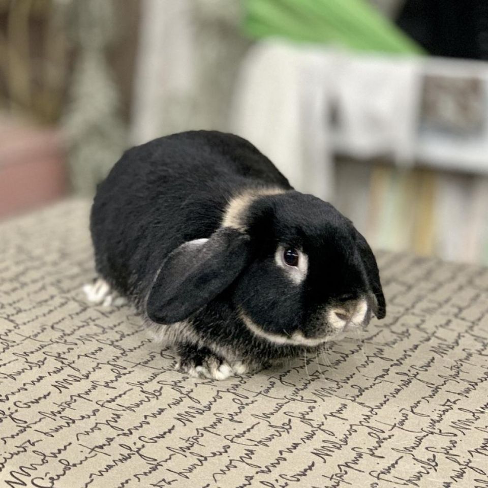 Bunny Spa Day - Montavilla, Personal Beast, Portland, 12 March 2024 ...