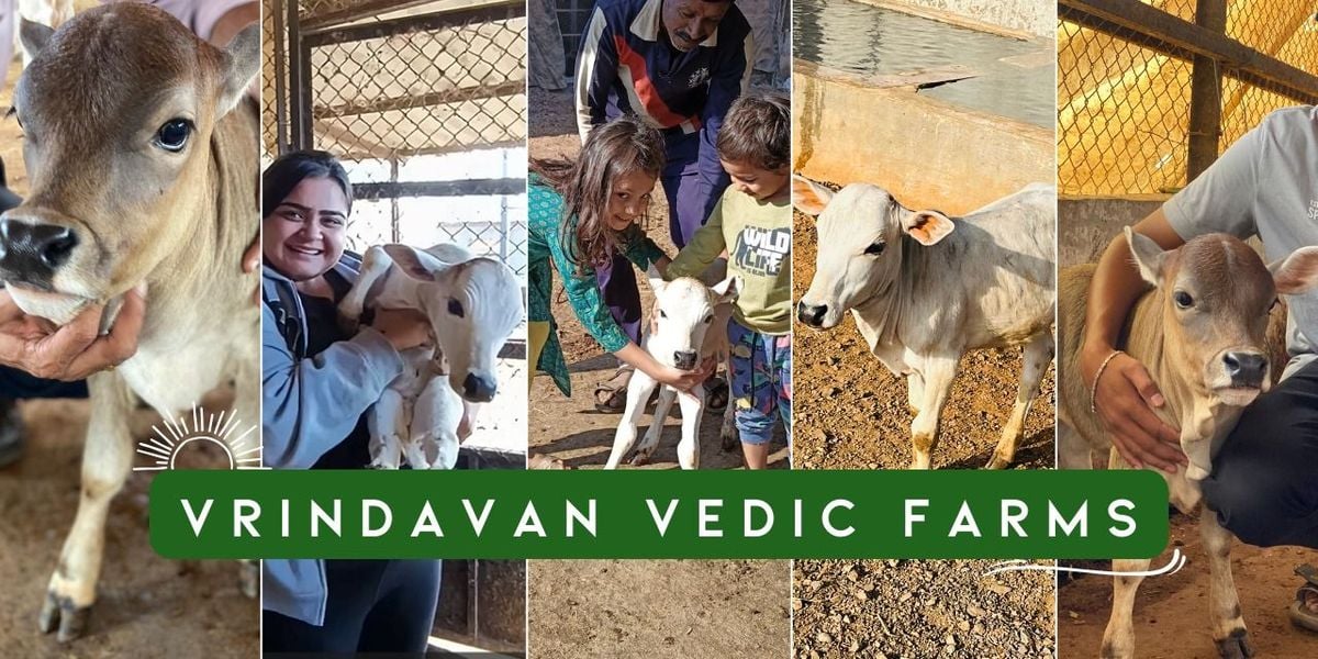 Truly Desi - Vrindavan Punganur Cow Farm, Vrindavan Vedic Farms: Pune ...