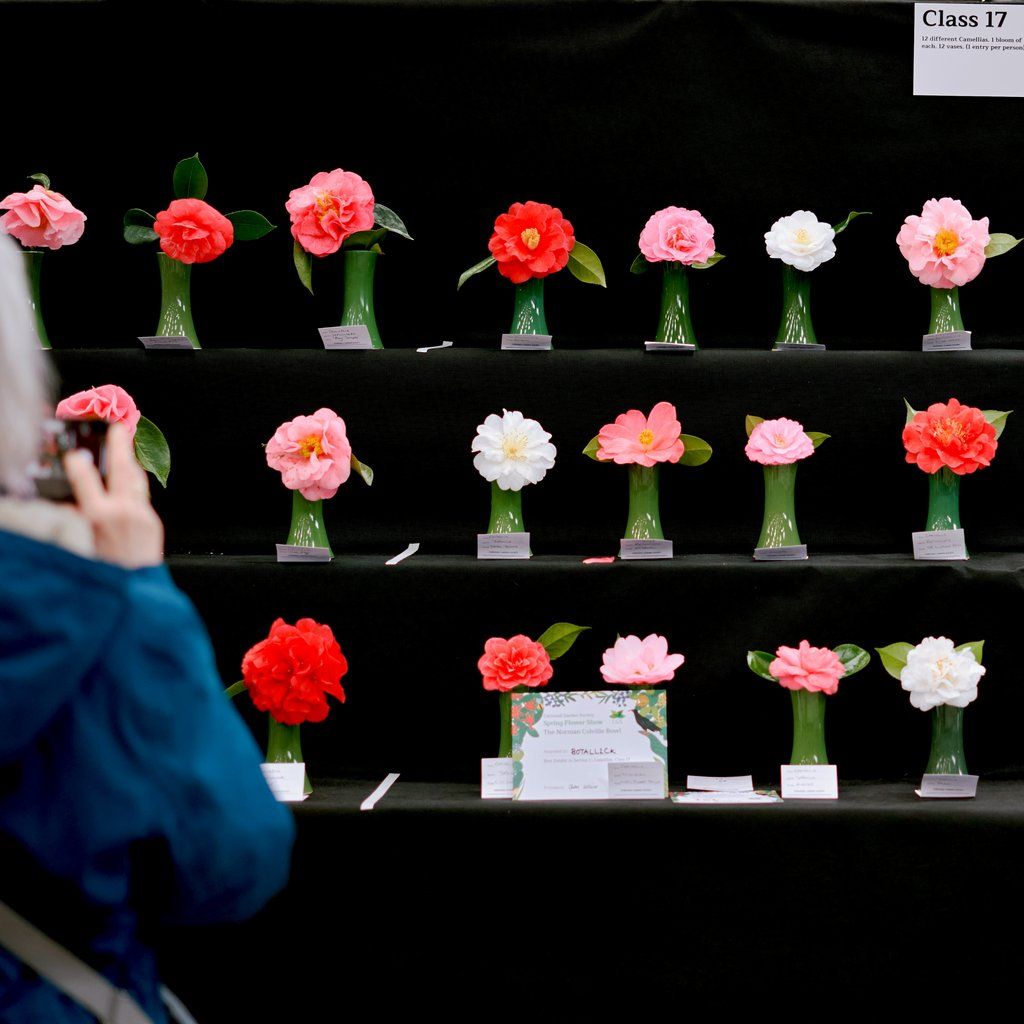 Cornwall Garden Society 2025 Spring Flower Show, The Royal Cornwall ...