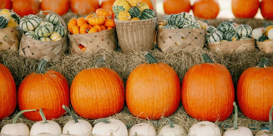10th Annual Southern Hills Fall Festival, Southern Hills Farms ...