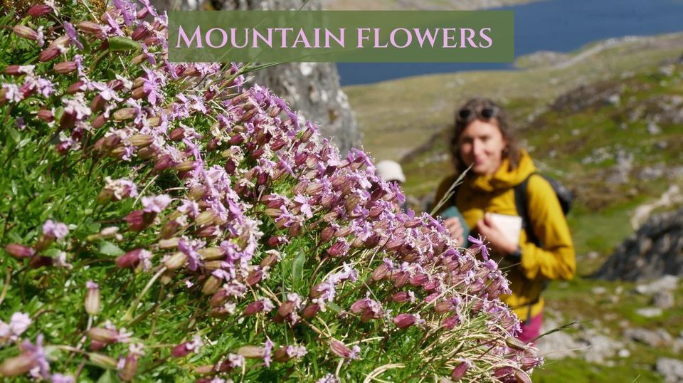 Mountain flowers of Snowdonia, Cwm Idwal Nature Reserve, Bangor, 26 May ...