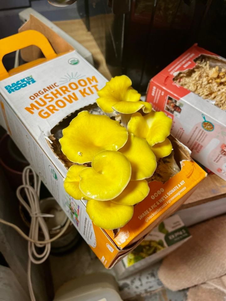 Follow up Mushroom growing, Charlie B's Restaurant, Oneonta, 14 March ...