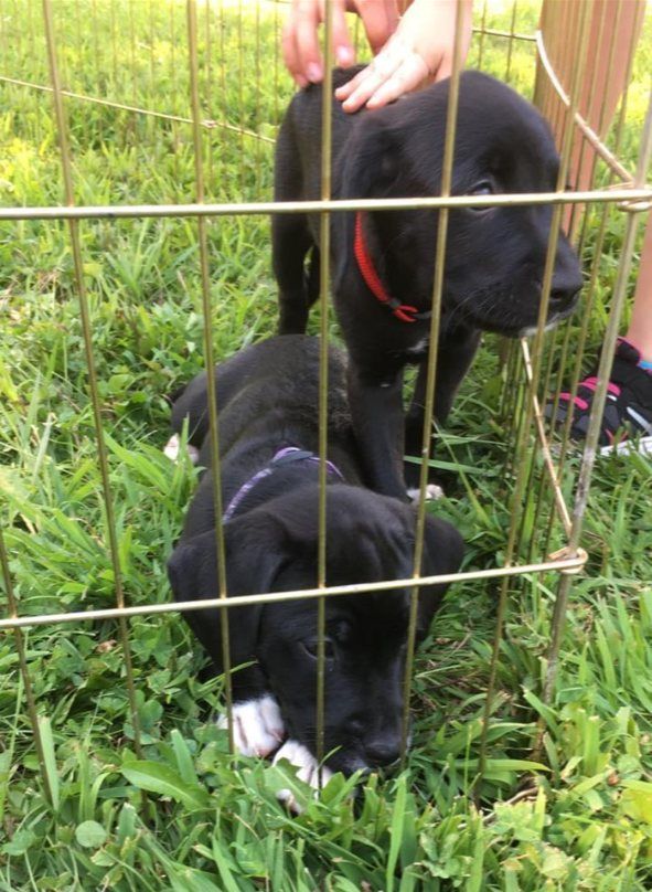 Heartland Humane Society with pets for adoption, Clay County Fair ...