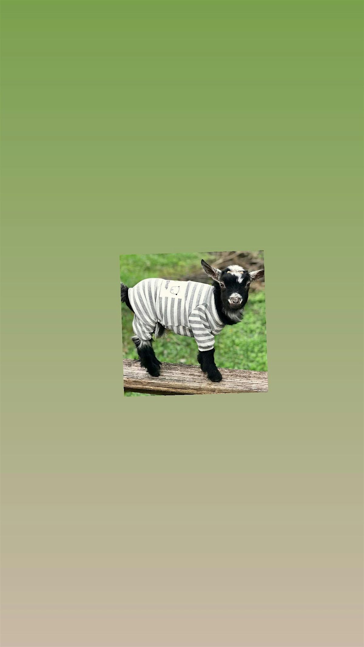 Goat Yoga Nashville- January Jammies, Goat Yoga Nashville, Nolensville ...