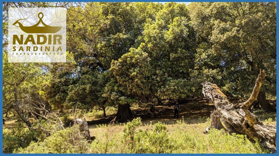 Via dellArgento: foresta primaria e miniera di Tuviois - 2 GIUGNO ...