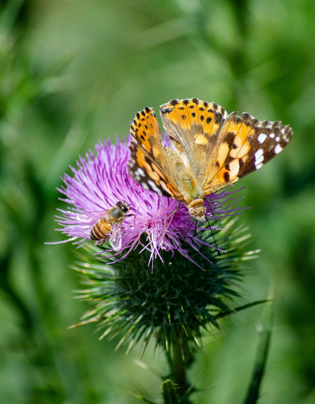 Pollinator Paradise: What Butterflies and Bees Need to Thrive, 100 E ...