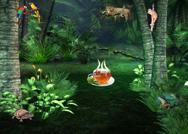 Sacred Tea Ceremony - with Una de Gato, 16 Broad Street, Washington, NJ ...