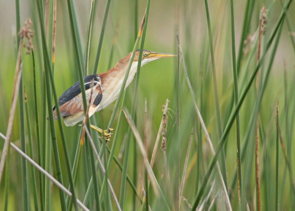 Intermediate Bird Identification: Two-Saturday Class, Orlando Wetlands ...